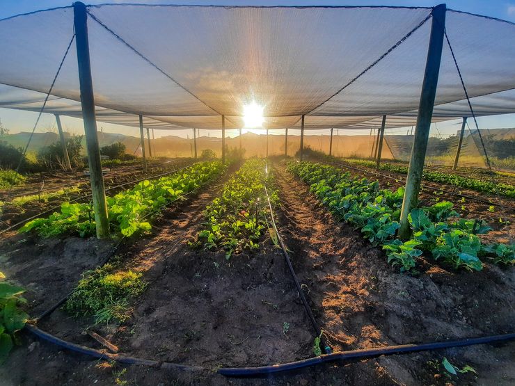 Home | Amathuba Collective